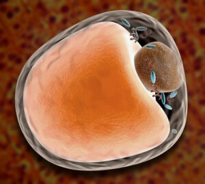 Los adipocitos, las células encargadas de producir y almacenar grasas ...