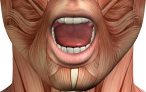 Fisiología y anatomía de los labios – Cosmetologas