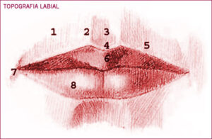 Fisiología y anatomía de los labios – Cosmetologas